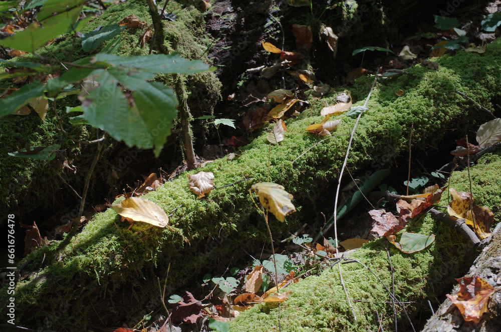 Two tree limbs on ground at about 45 degree angle with green moss in ...