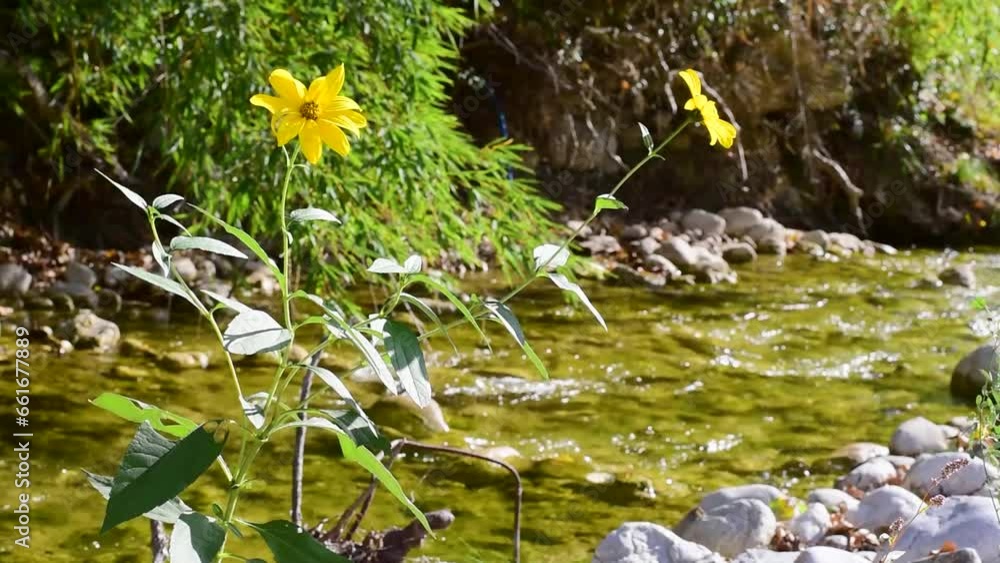 Helianthus laetiflorus,Cheerful or Perennial sunflower,a plant in the ...