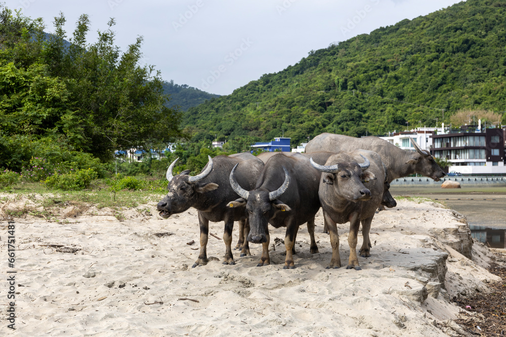 2023 Oct 13,Hong Kong.Buffalo in Pui O in southern Lantau Island,Hong ...