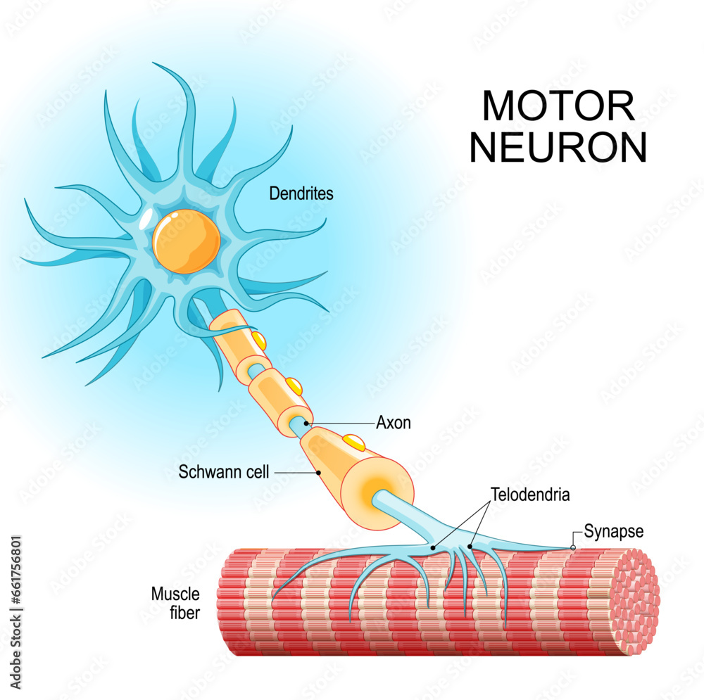 Motor neuron. Structure and anatomy of a efferent neuron. Stock Vector ...