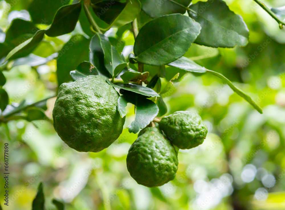 Green kaffir lime fruit The skin is rough and fragrant. Native to ...