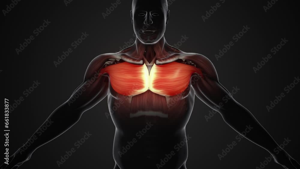 Pain and injury in the Chest Pectoralis Major and Minor Muscles Stock ...