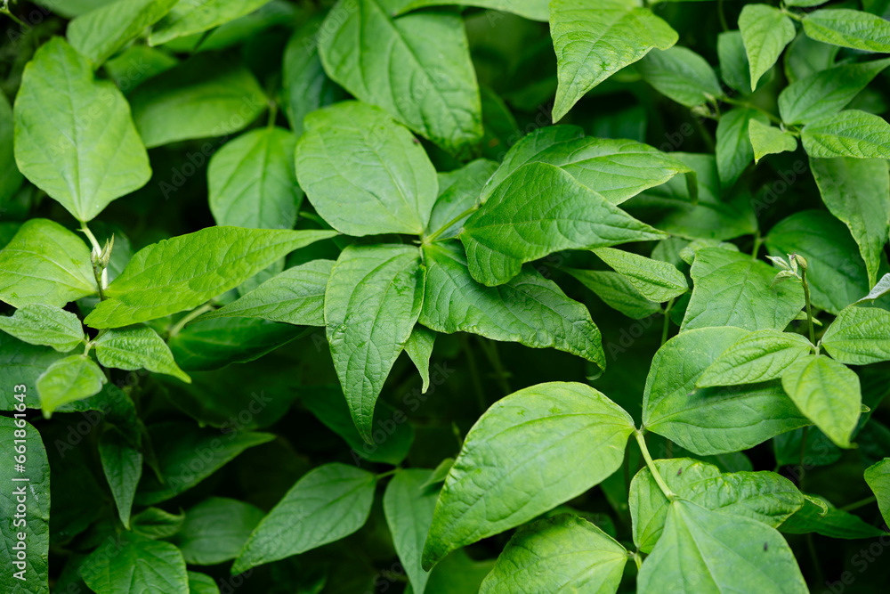 rote Kidney Bohnen aus dem eigenen Garten Stock Photo | Adobe Stock
