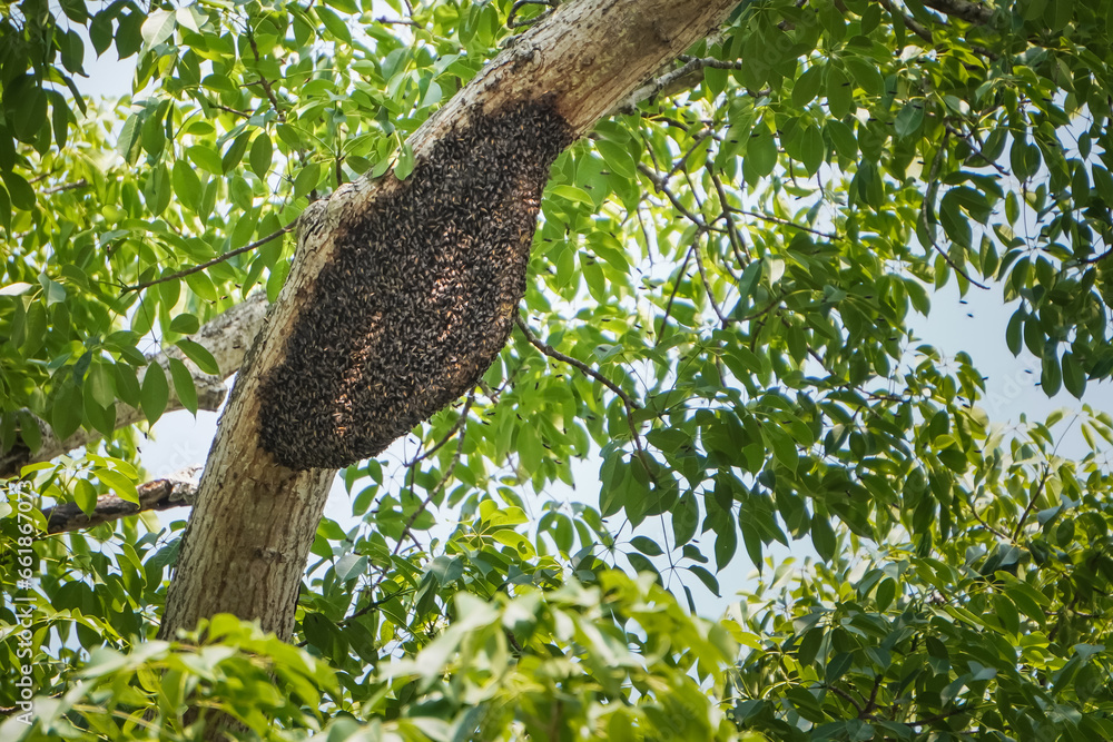 Many forest honey bees are building bee hive nests on tall trees ...