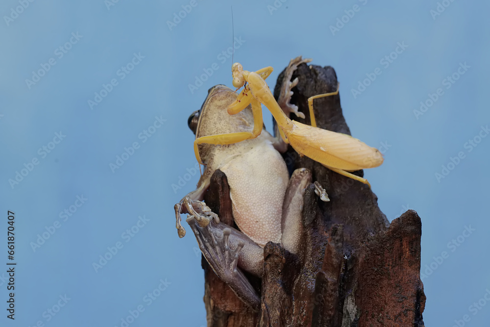 A common tree frog is ready to prey on a yellow praying mantis on a dry ...