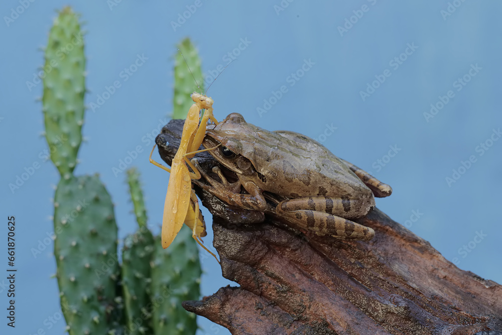 A common tree frog is ready to prey on a yellow praying mantis on a dry ...