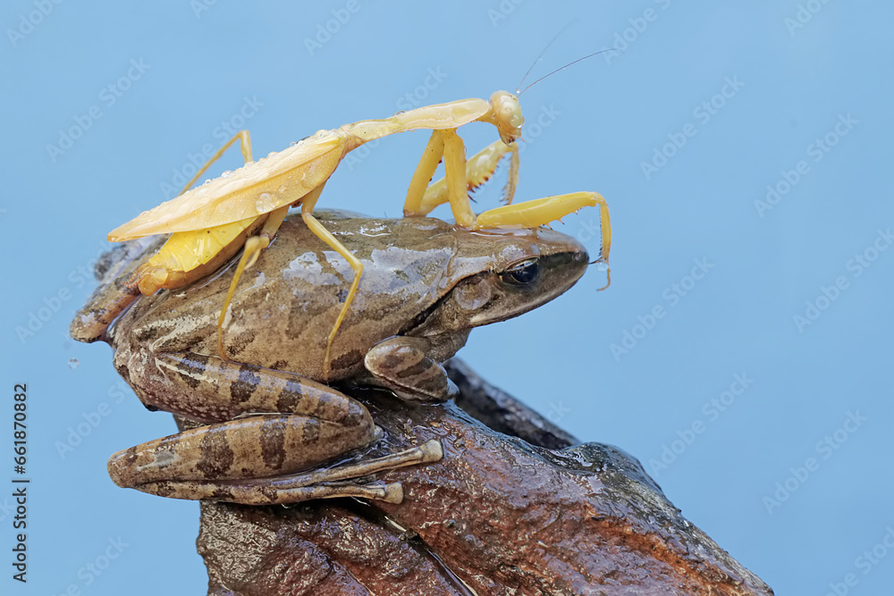 A common tree frog is ready to prey on a yellow praying mantis on a dry ...