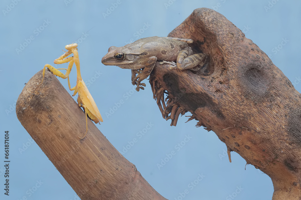 A common tree frog is ready to prey on a yellow praying mantis on a dry ...