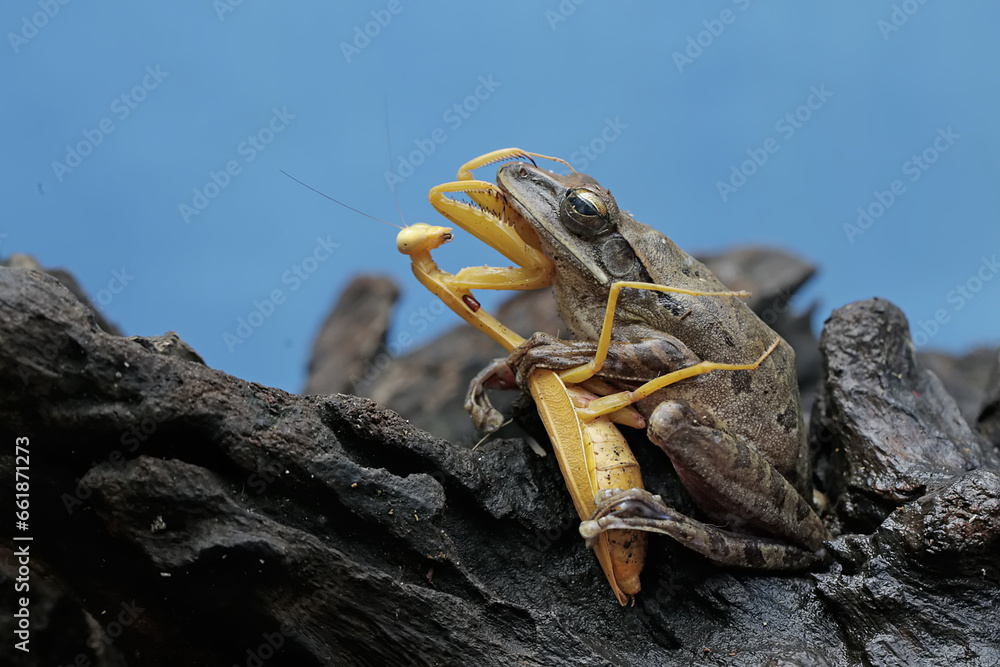 A common tree frog is ready to prey on a yellow praying mantis on a dry ...