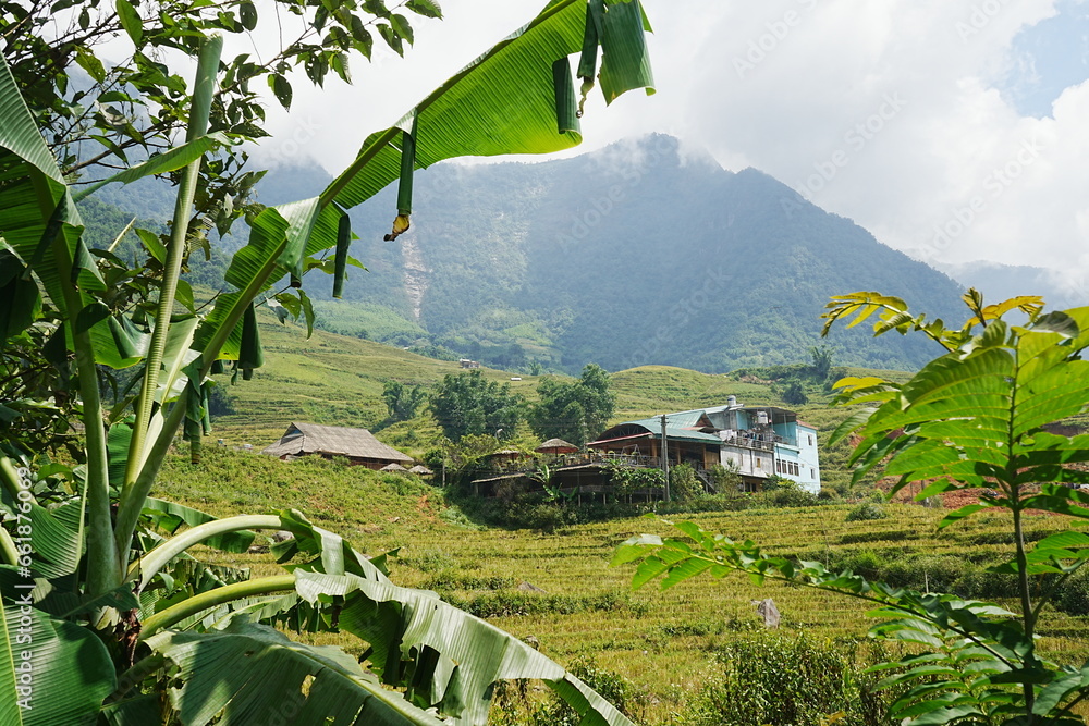 Amazing Rice Paddy or Rice Field in Muong Hoa Valley or Thung Lung ...