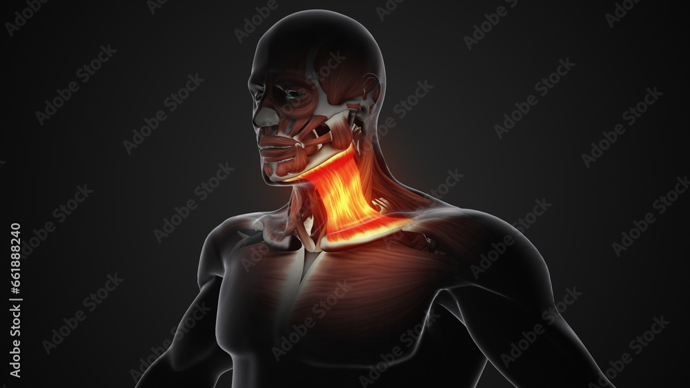 Pain and injury in the Sternocleidomastoid Muscles Stock Illustration ...