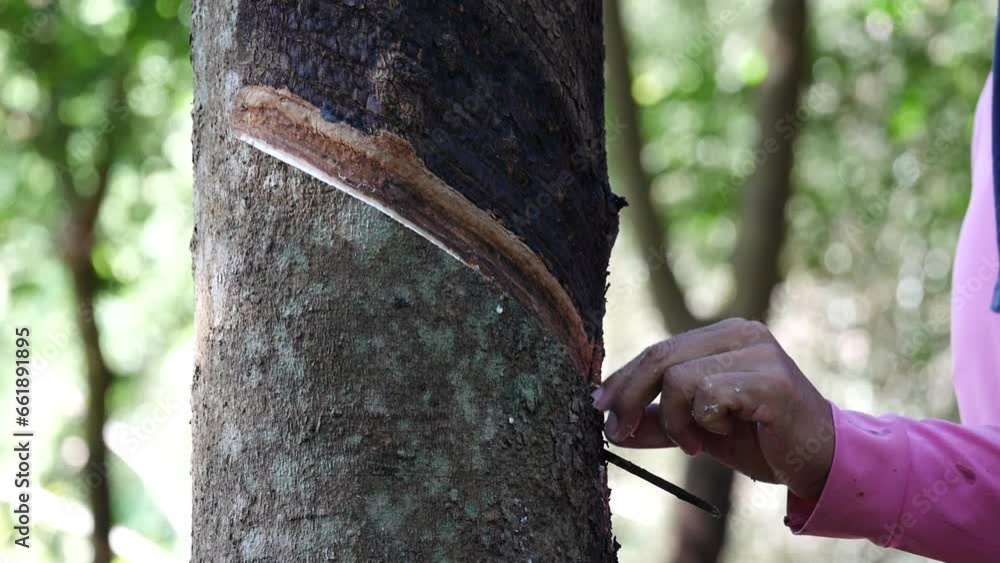 Rubber planters are tapping rubber with a rubber tapping knife, worker ...