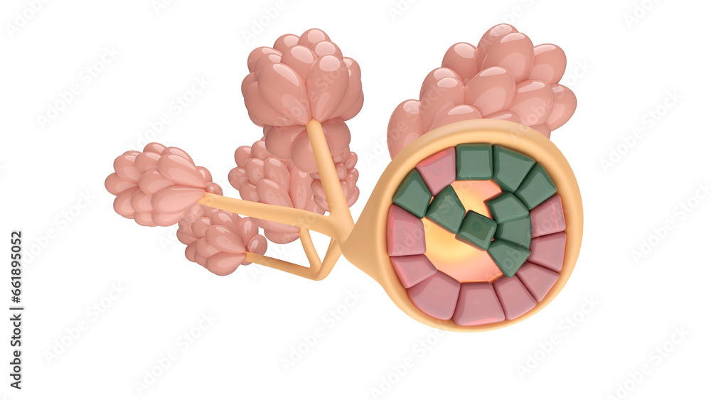 Abnormal cells in milk ducts isolated white background, 3D rendering ...
