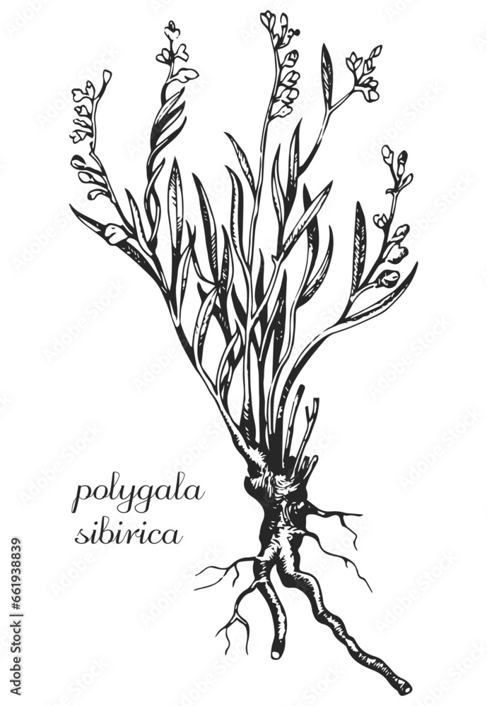polygala sibirica, milkwort, senega, seneca, monochrome flower, flower ...