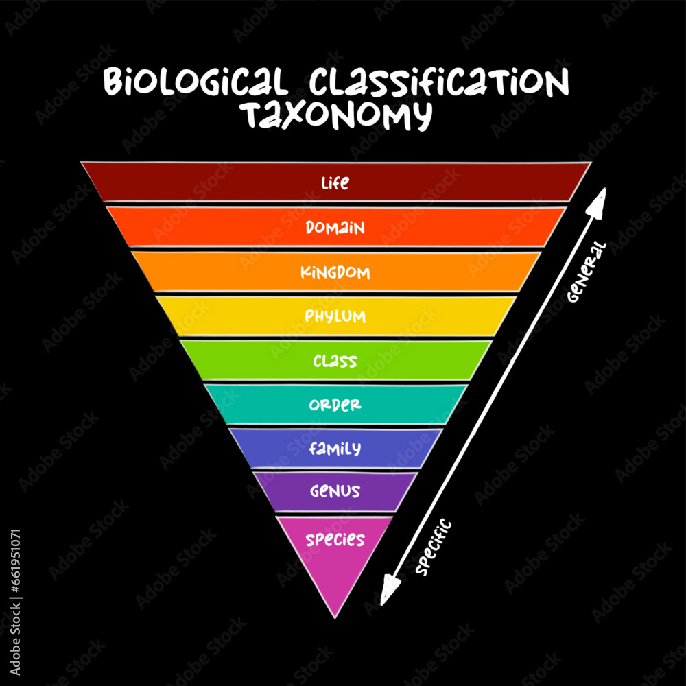 Vetor de Biological classification taxonomy rank - relative level of a ...