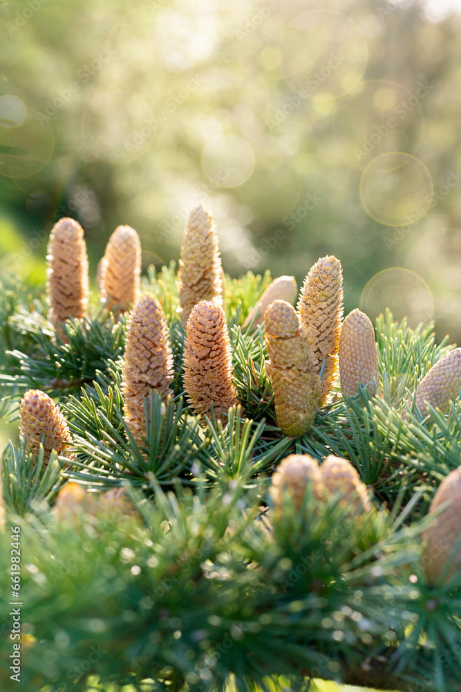 cedrus atlantica, small cone of coniferous tree Atlas Cedar, latin name ...