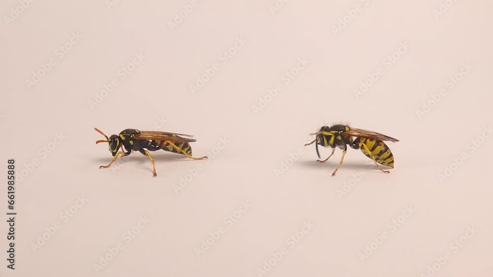 Two types of wasps on a white background. On the right side is the ...
