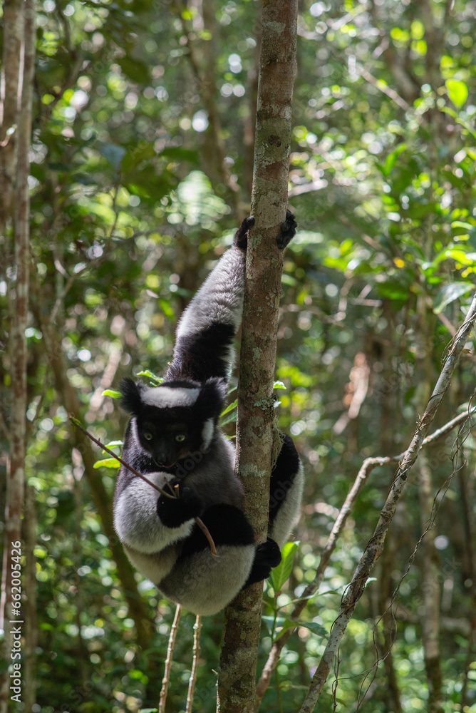 Cute Indri, the biggest lemur is eating leafs. Endangered and very rare ...