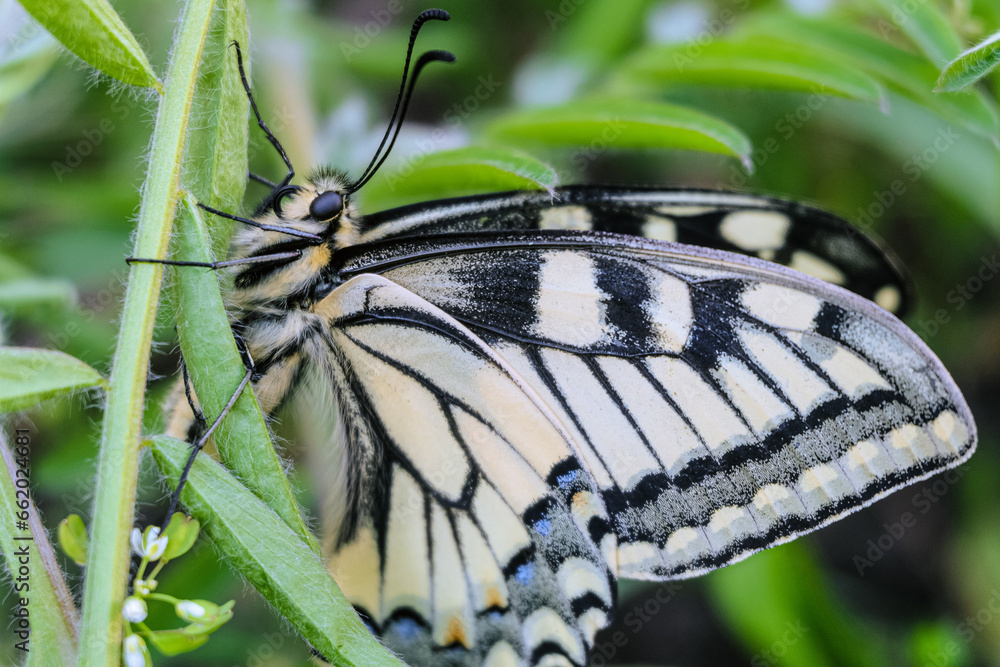 Beautiful Papilio Machaon (Swallowtail) butterfly with folded wings on ...