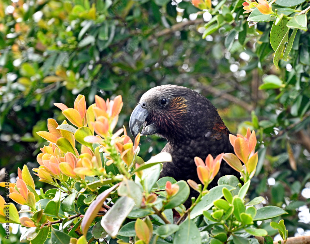 Kaka Bird at Glenfern Bird Sanctuary, Great Barrier Island, NZ Stock ...