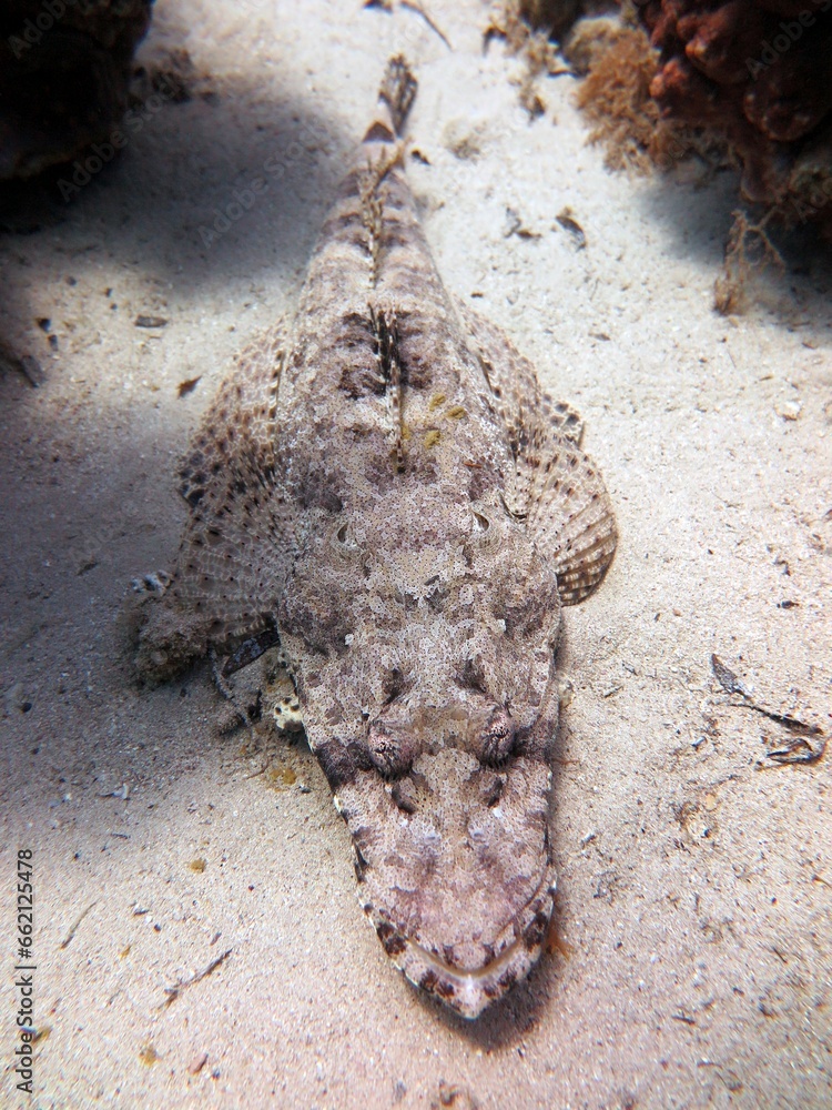 Crocodile fish or giant flathead, is a species of marine ray-finned ...