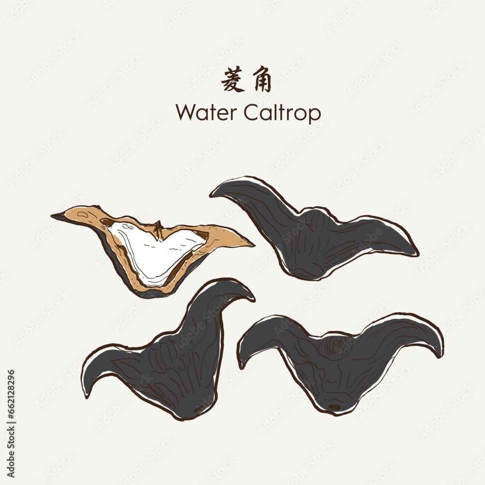 Hand drawn Water Caltrop 菱角(Trapa, Water chestnut, buffalo nut, bat nut ...