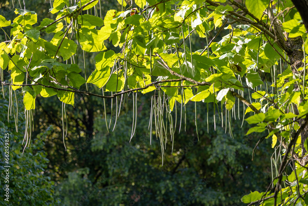 Indian bean tree growing in the forest. Branches and leaves of tree in ...