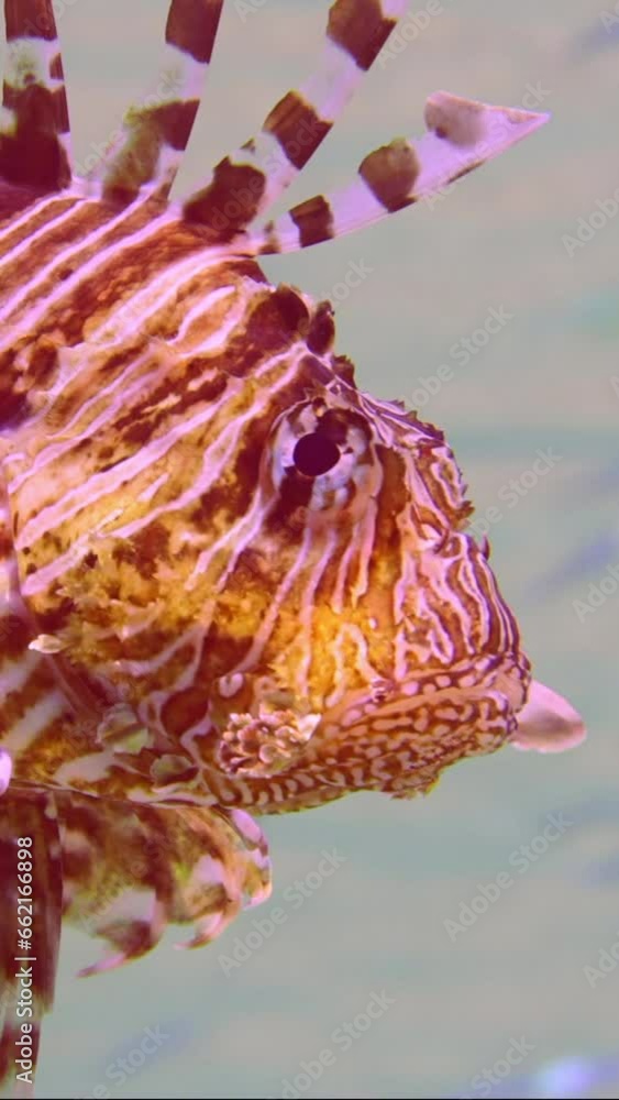 Vertical video, Extreme close-up portrait of Common Lionfish or Red ...