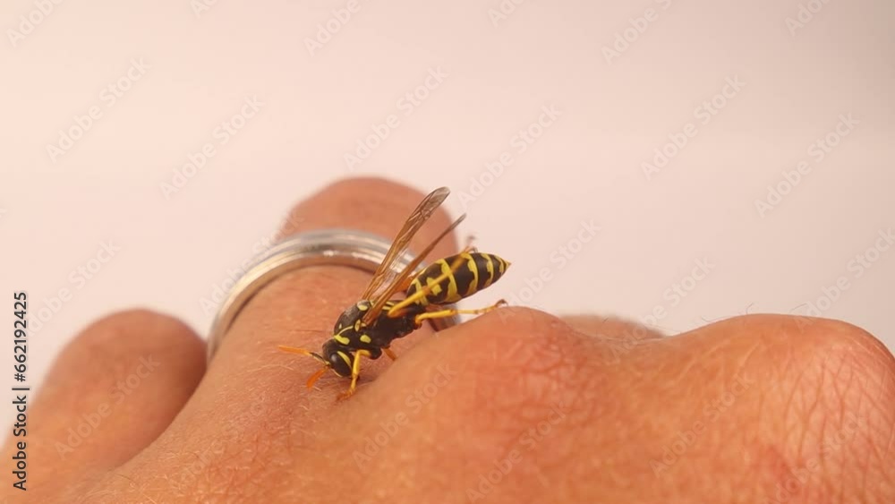European paper wasp ( Polistes dominula ). Exotic veterinarian proves ...
