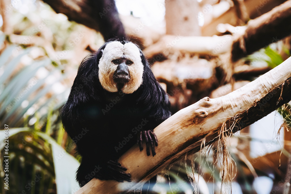 Portrait d'un petit singe saki à face blanche ou Pithecia pithecia ...