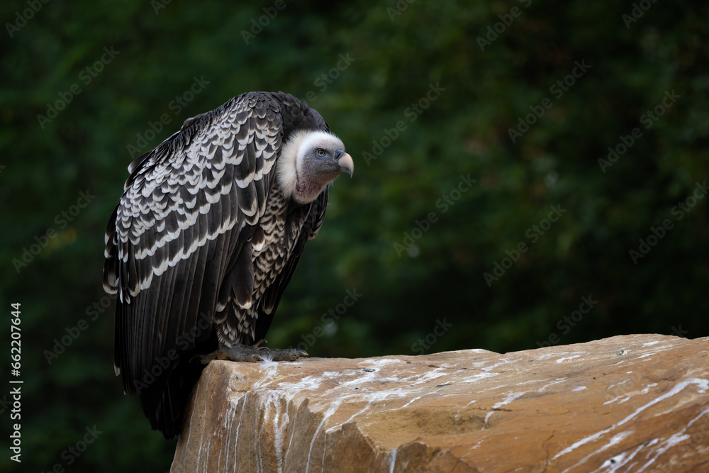 Rüppell's Vulture - Gyps rueppelli, beautiful large bird of prey from ...
