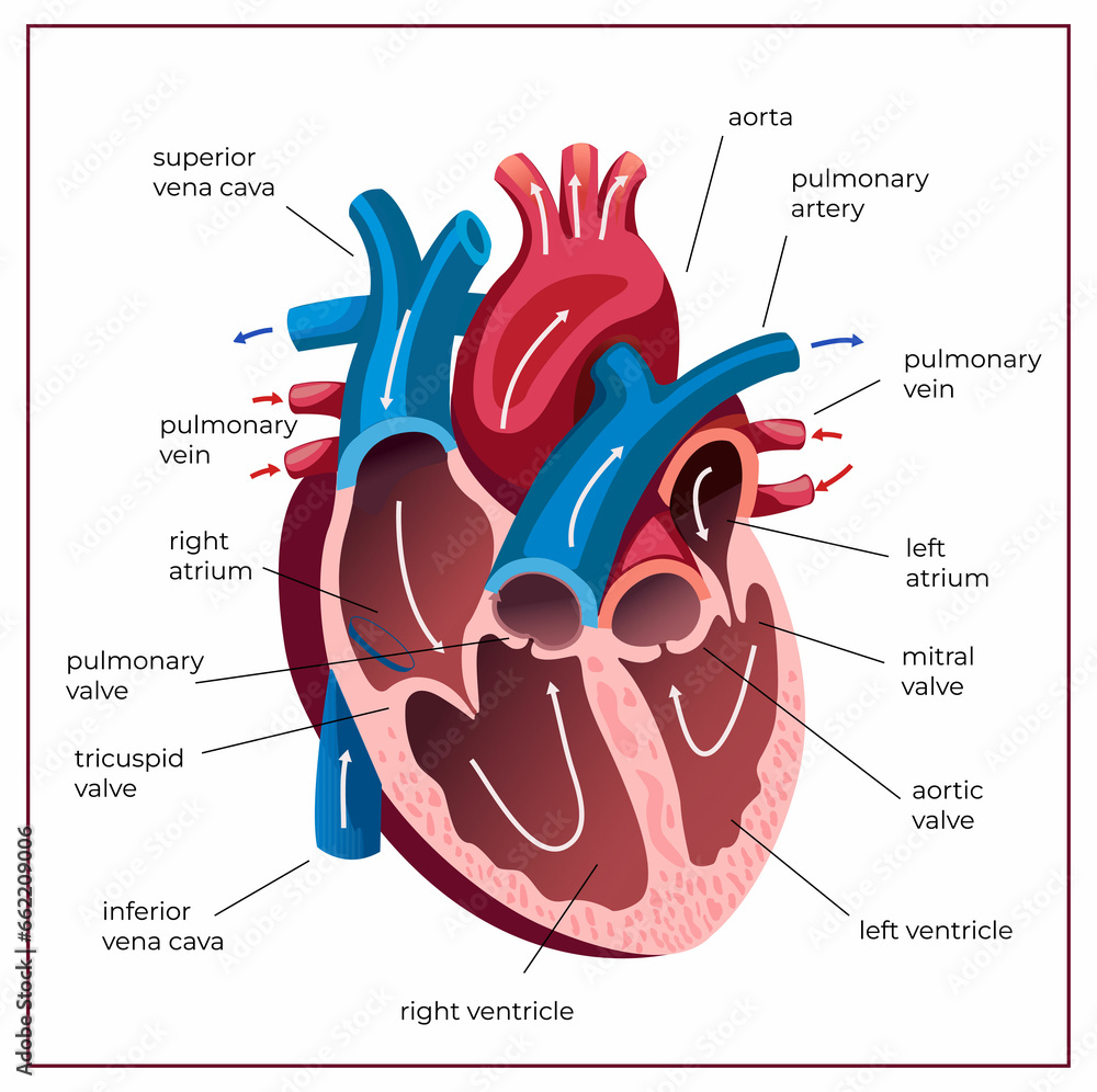 Human heart anatomy. Medical illustration. Educational poster. Stock ...