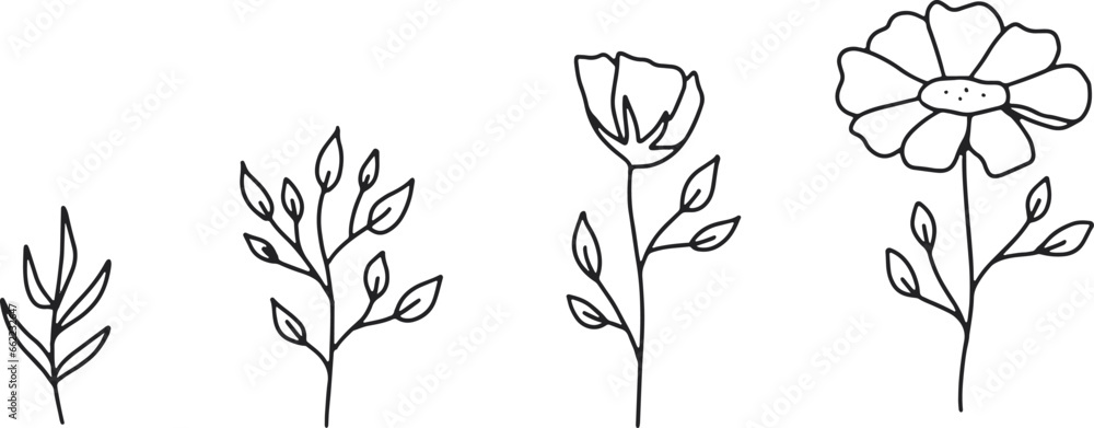 Isolated hand drawn growing flower vector line illustration Stock ...