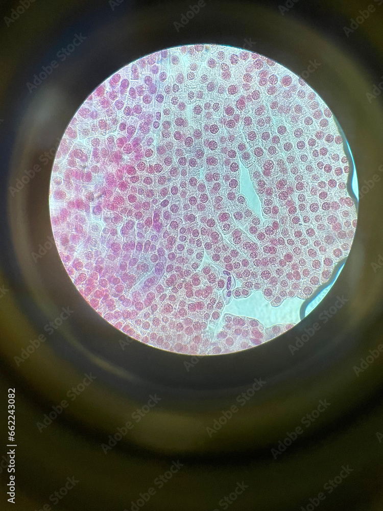 Top view of plant cells seen through binocular of microscope at school ...