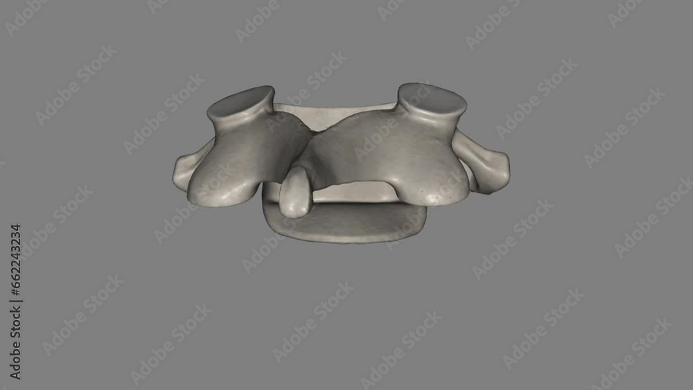 Vidéo Stock The C6 spinal vertebra is part of the cervical spinal cord ...