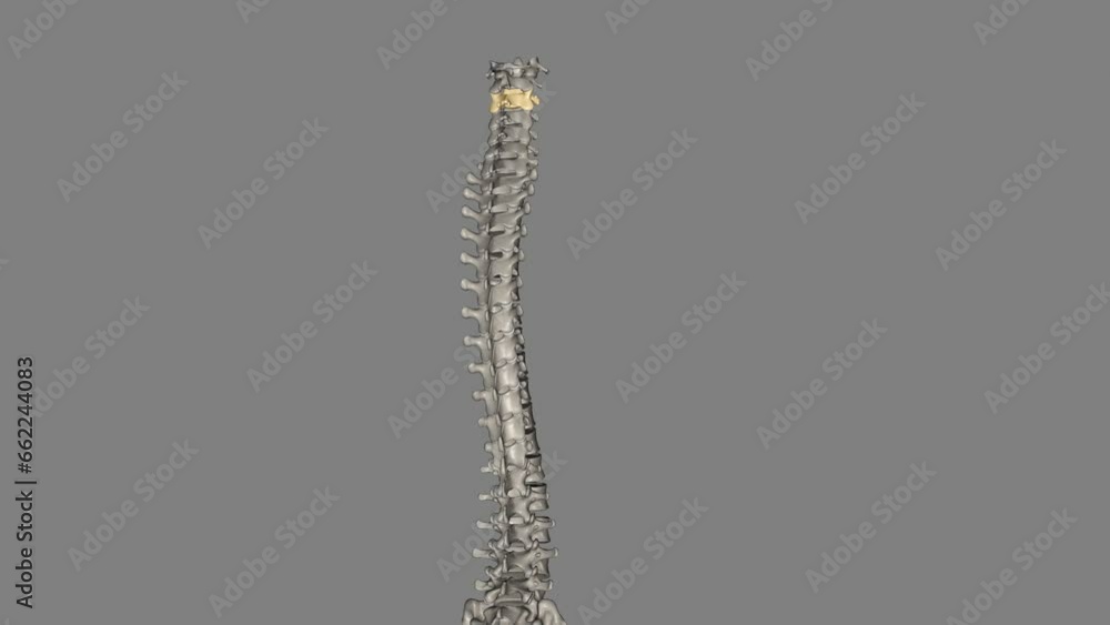 The C3 vertebra is a bone of the cervical spine found in the neck ...