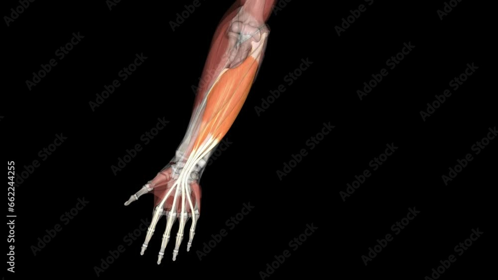The flexor digitorum superficialis flexes the middle phalanges of the ...