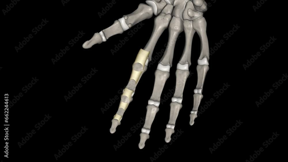 The annular ligament is a complex structure formed from the capsule ...