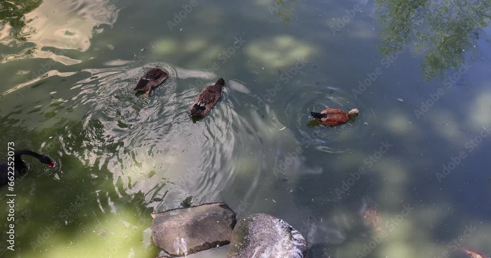 different types of birds living on the farm, an open zoo with different ...