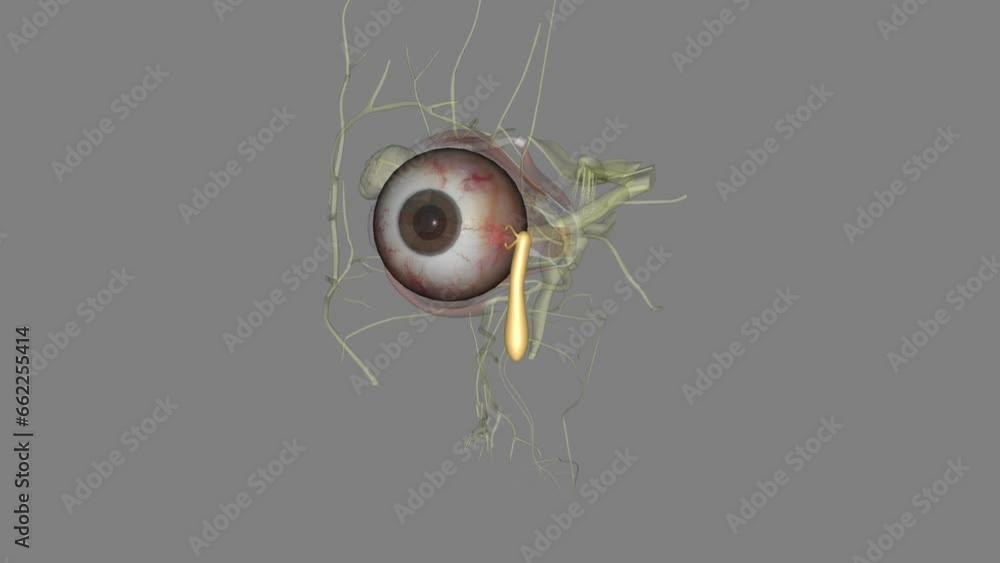 Vidéo Stock The lacrimal sac or lachrymal sac is the upper dilated end ...