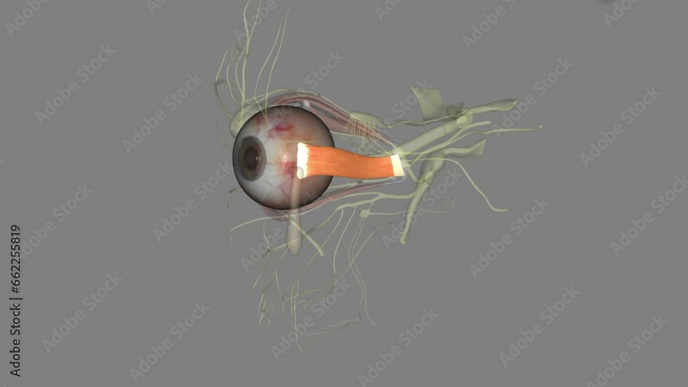 The medial rectus is an adductor, and functions along with the lateral ...