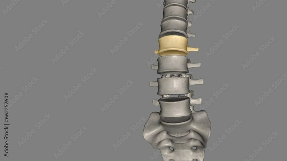 The L2 vertebra is located in the lower curvature of the spine, and the ...