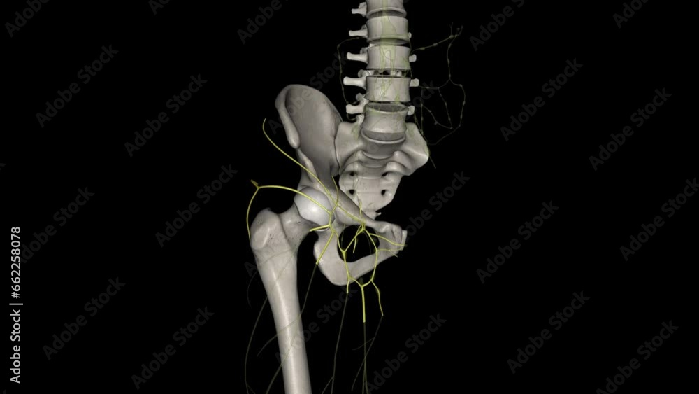 Components of the lymphatic system include lymph, lymphatic vessels and ...