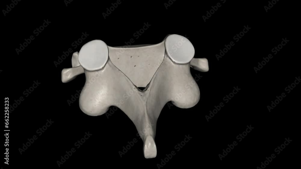The C6 spinal vertebra is part of the cervical spinal cord, located in ...