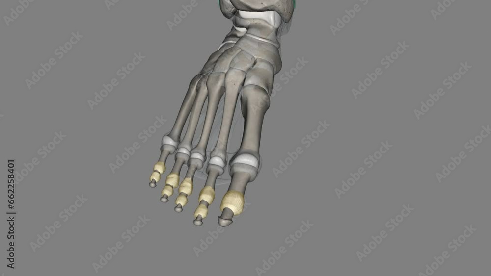 The interphalangeal joints of the foot are between the phalanx bones of ...