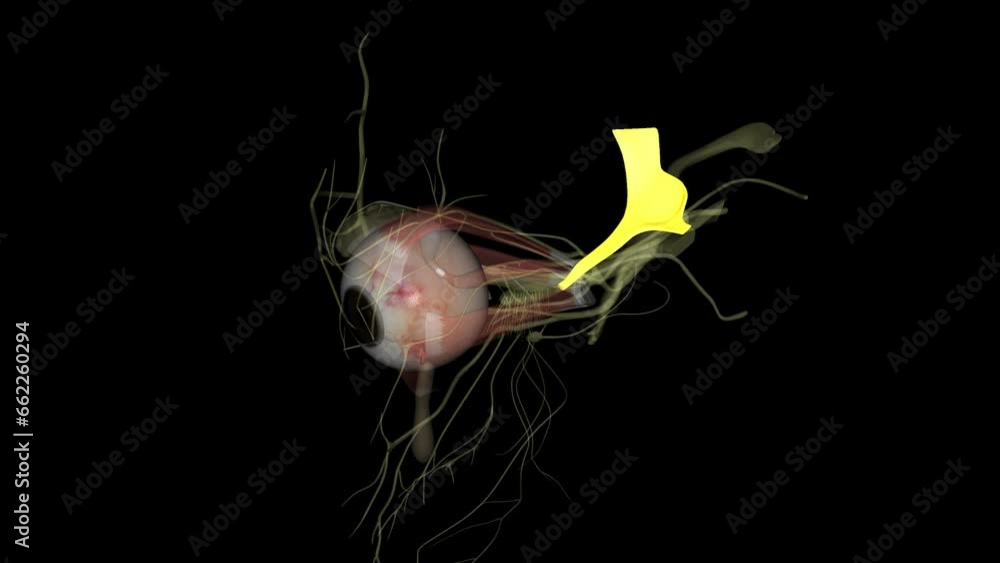 Eye movement pupil constriction. Trochlear Nerve, Eye movement .The ...