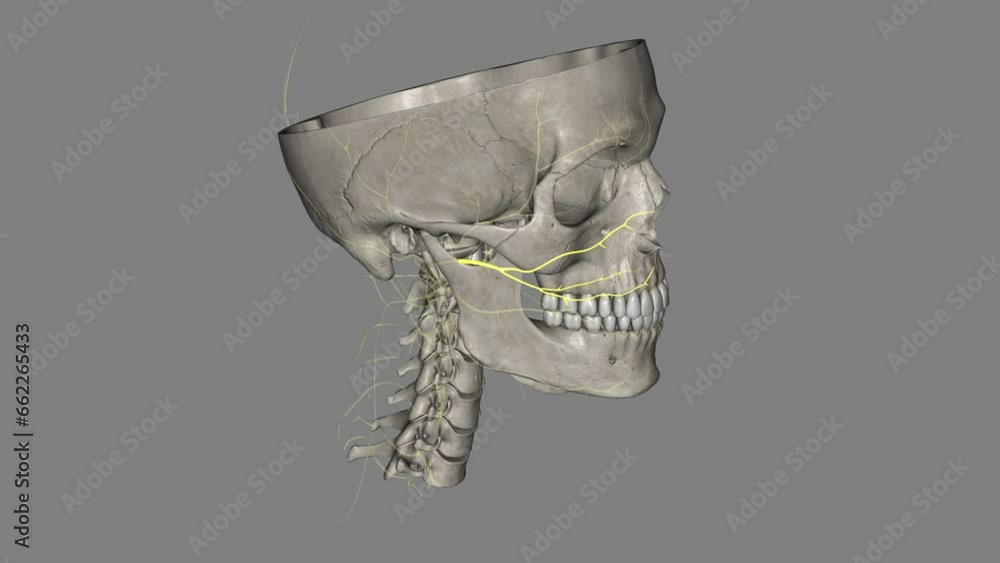 The zygomatic nerve is a branch of the maxillary nerve It arises in the ...