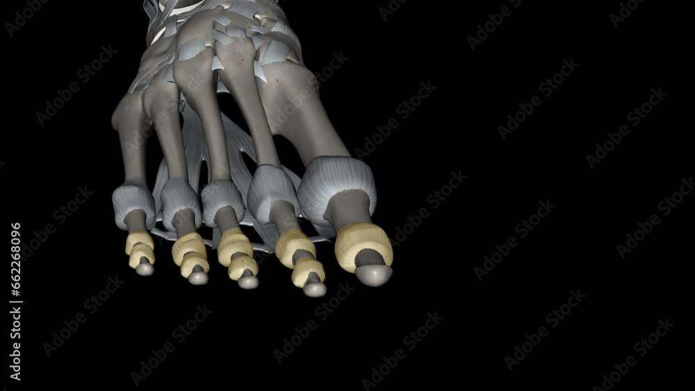 The interphalangeal joints of the foot are between the phalanx bones of ...