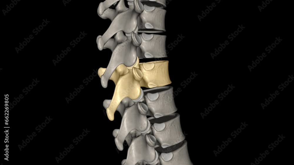 Twelve vertebrae are located in the thoracic spine and are numbered T-1 ...