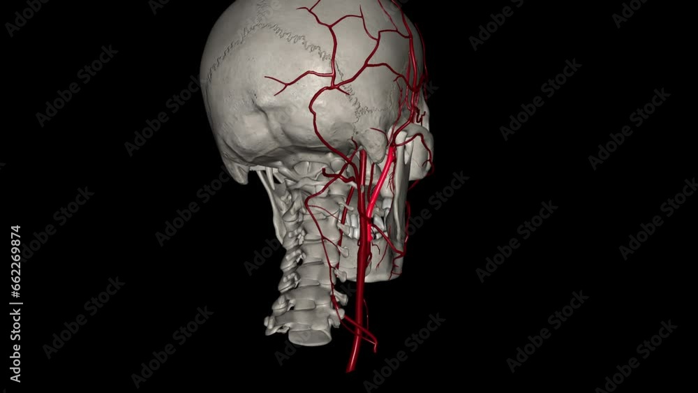 The external carotid artery is a major artery of the head and neck. It ...